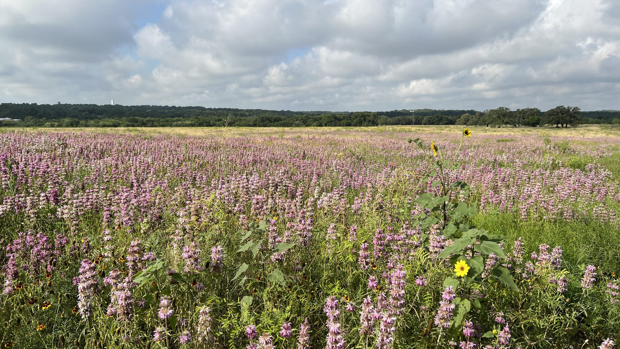 Support the Hays Commons SOS Ordinance Amendment